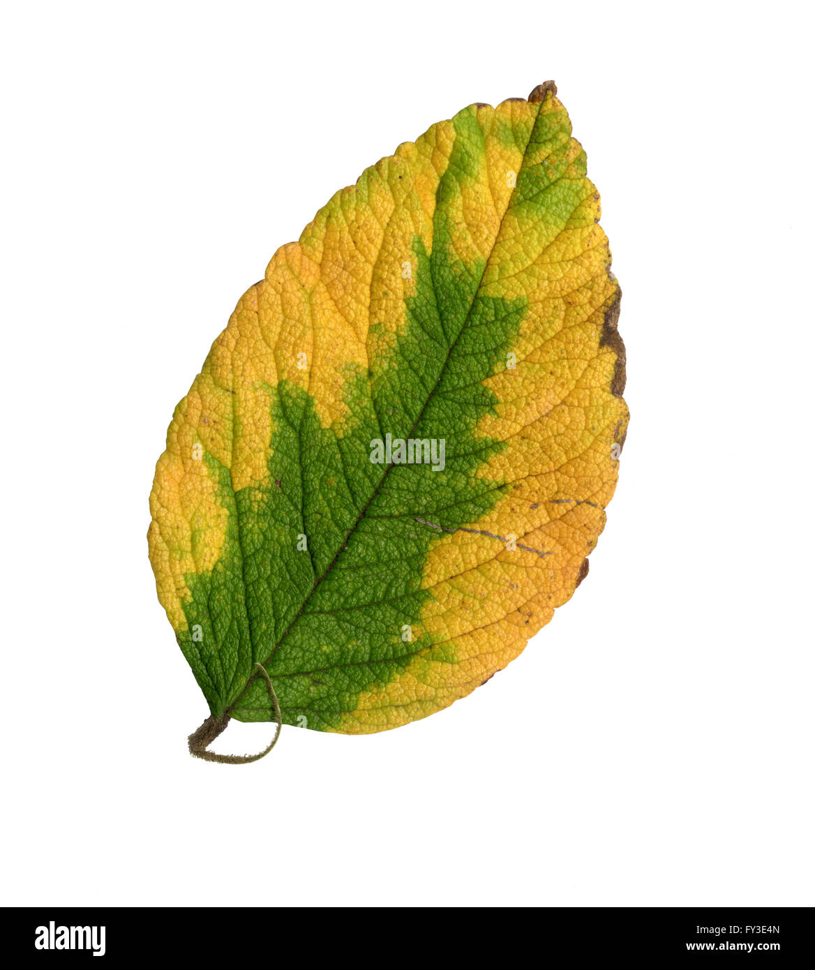 Rose plant leaf Cut Out Stock Images & Pictures - Alamy