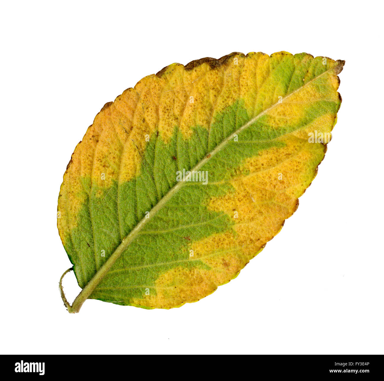 Underside of rose leaf hi-res stock photography and images - Alamy