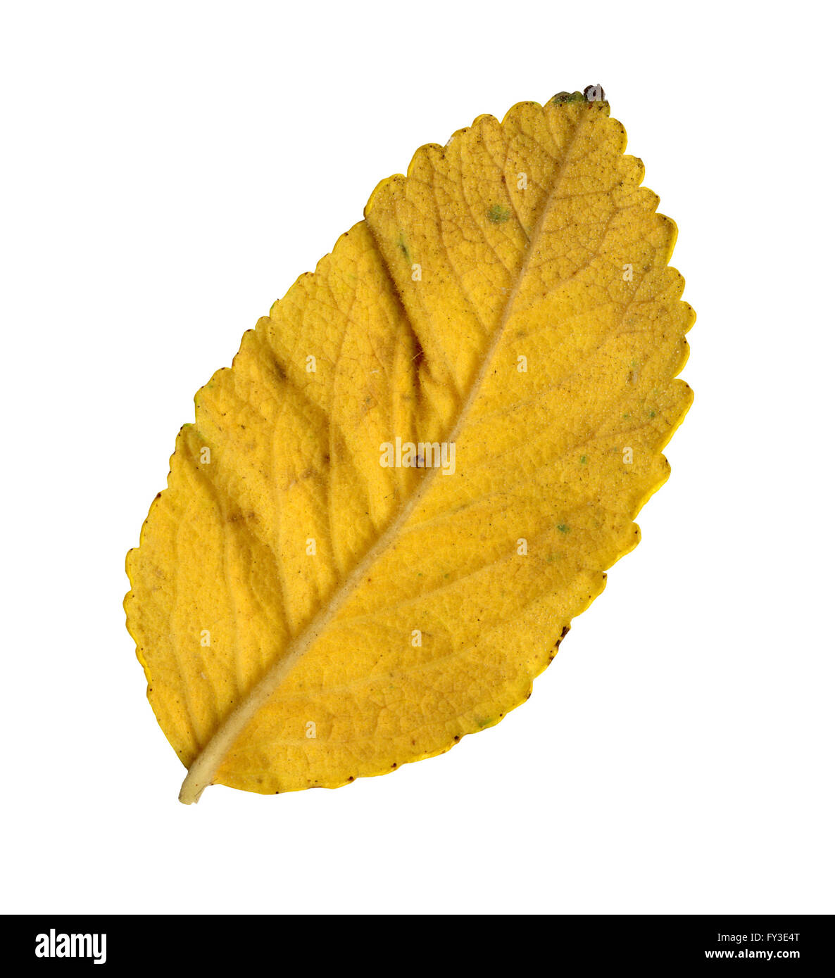 Autumn leaves of a Japanese rose, under-surface, Rosa rugosa Stock ...