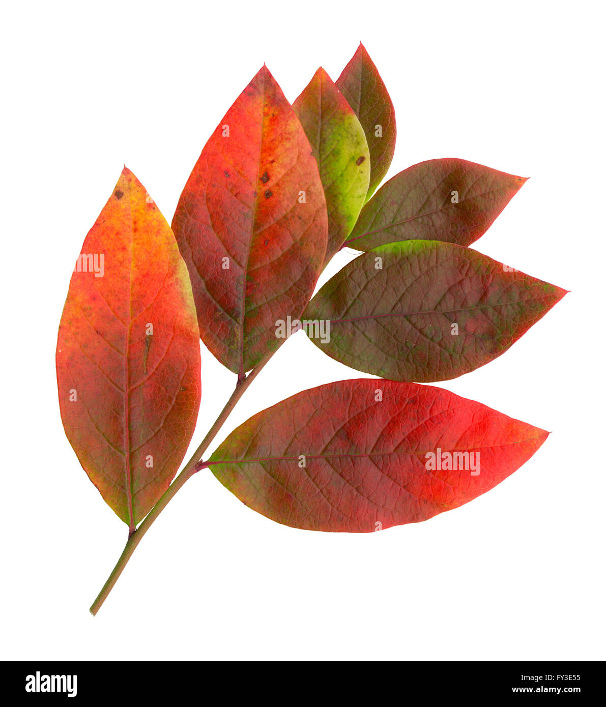 Top surface of leaves in autumn Stock Photo - Alamy