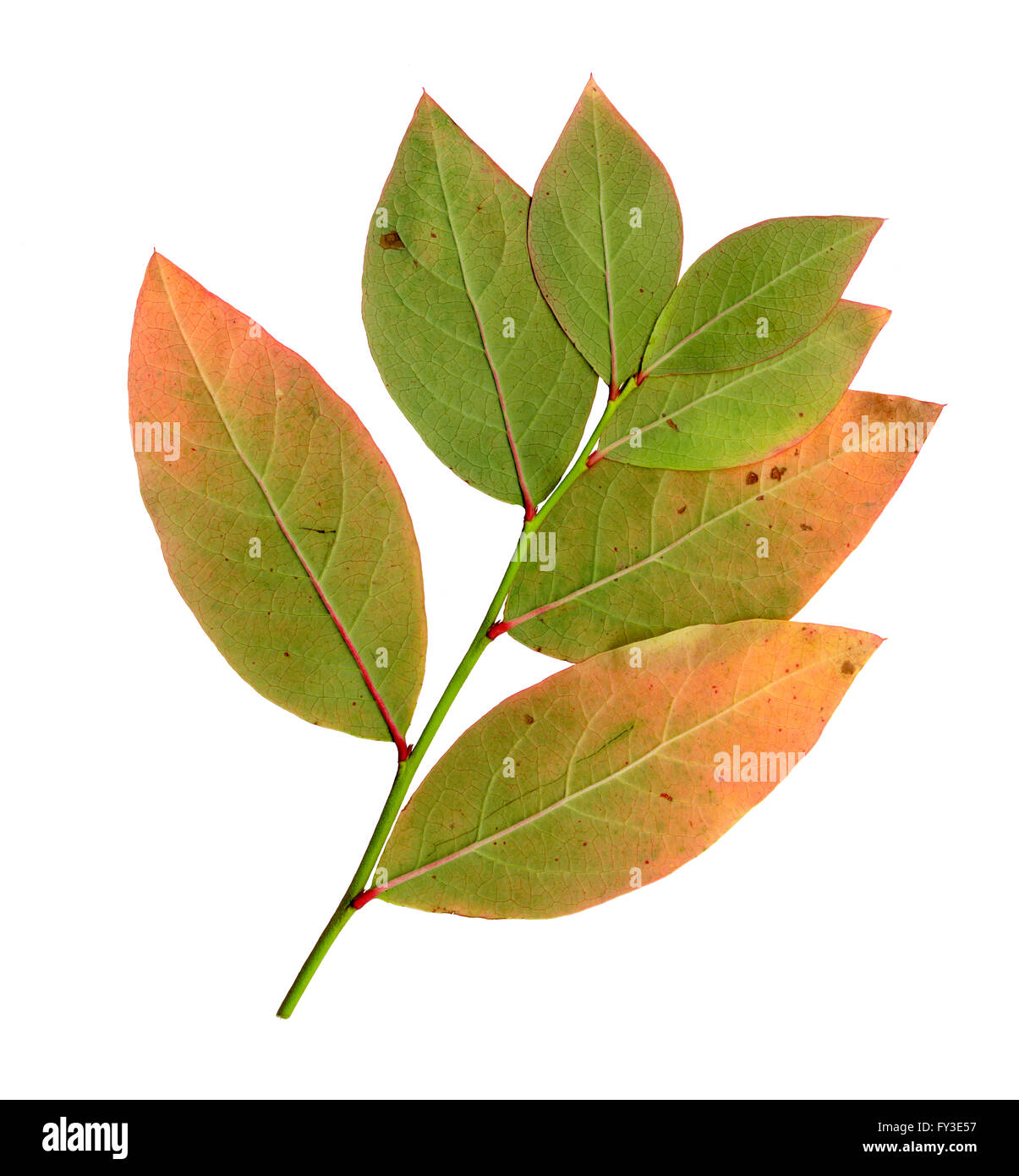 Under-surface of leaves in autumn Stock Photo - Alamy
