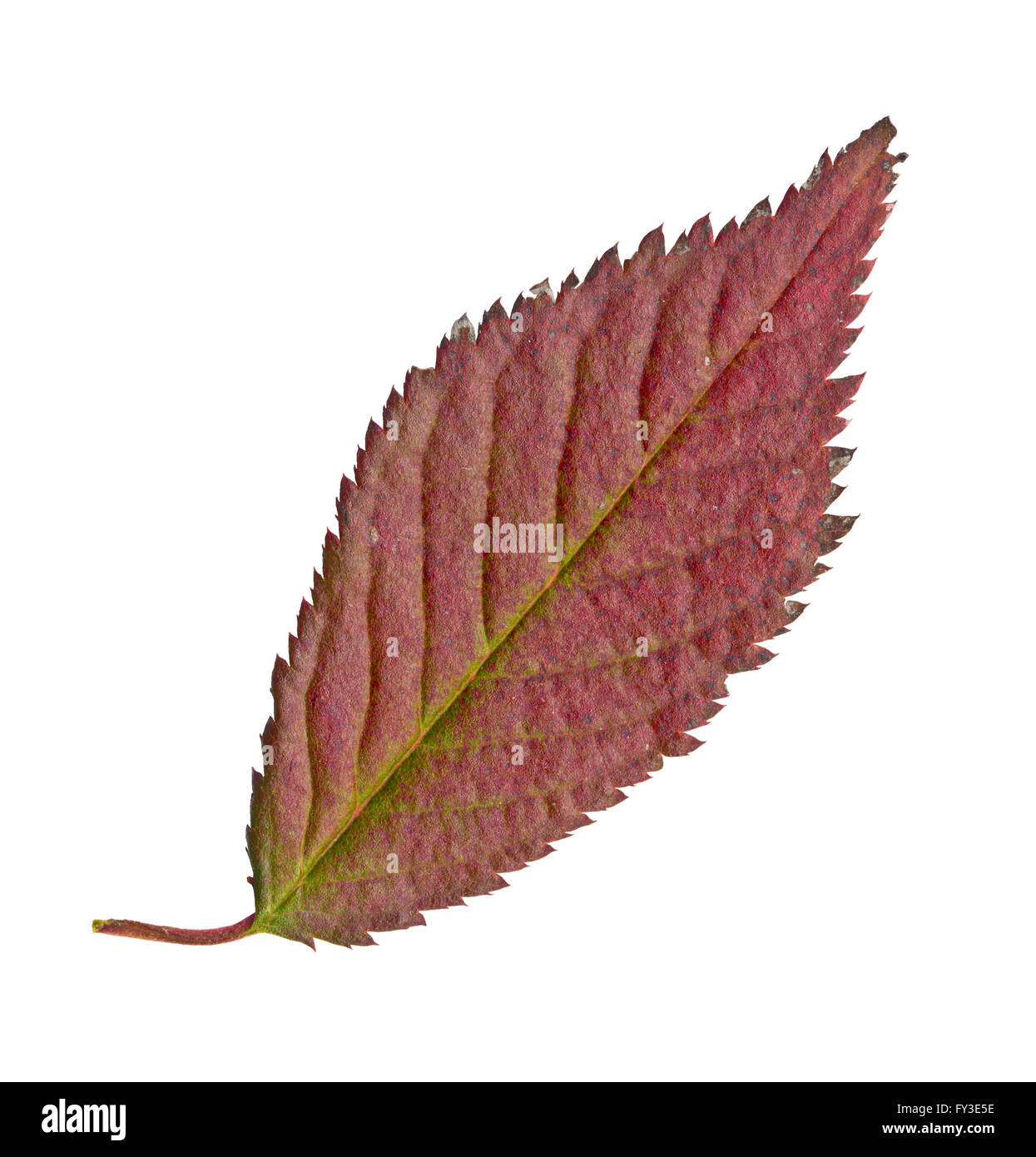 Upper surface of leaf hi-res stock photography and images - Alamy