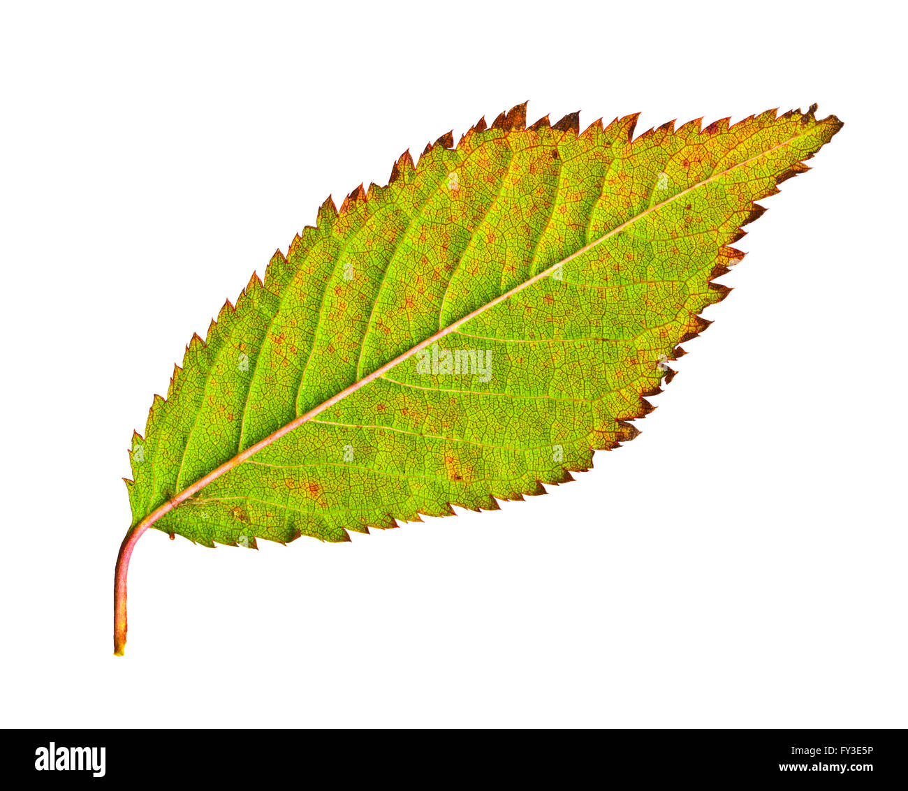 Undersurface of a leaf in autumn, isolated Stock Photo - Alamy