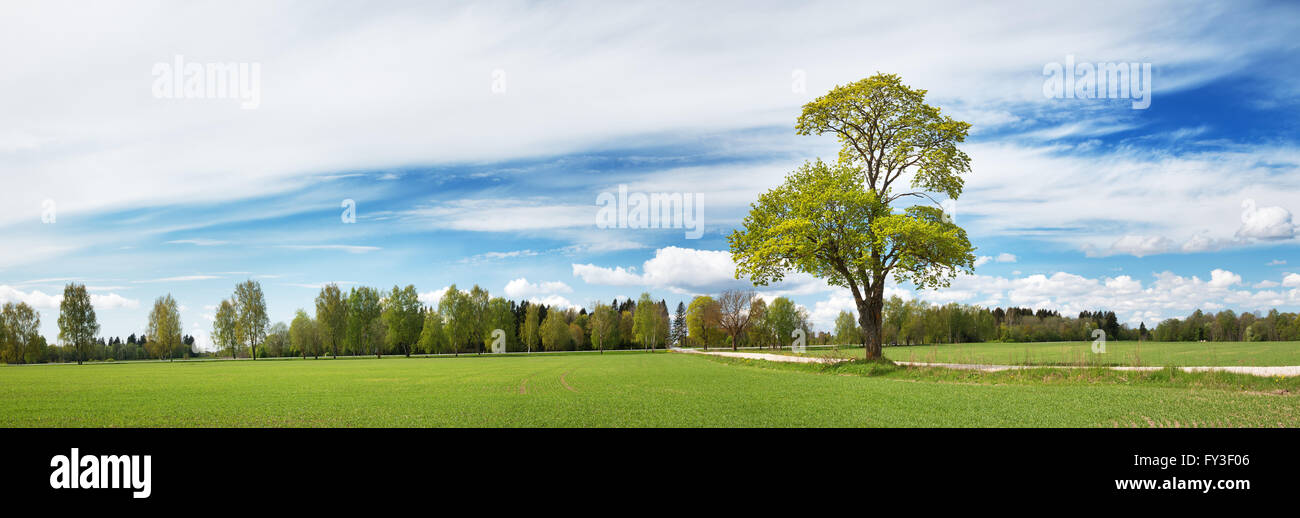 Lonely tree in spring on pature field Stock Photo - Alamy