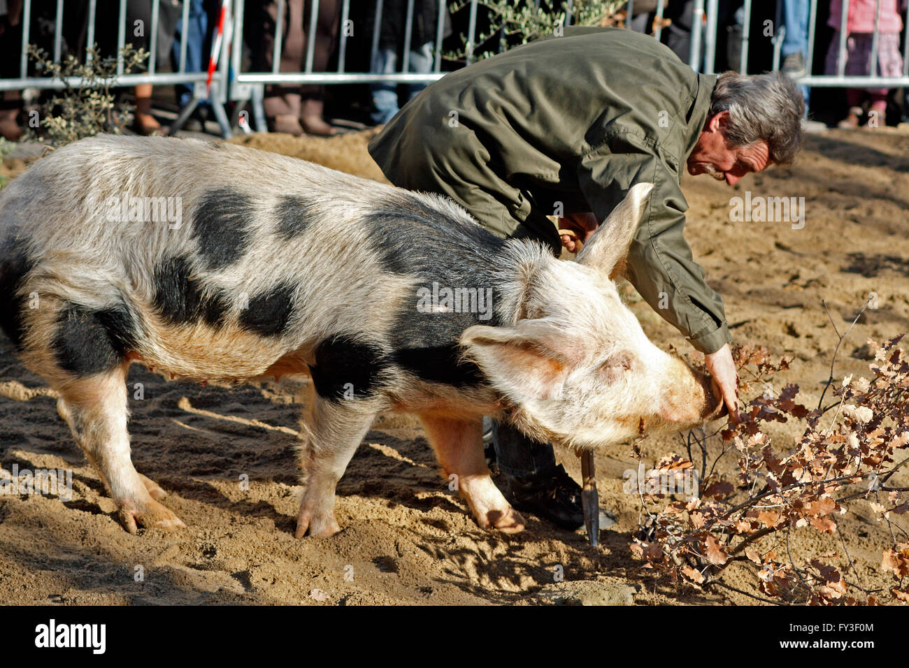 Truffle pig hi-res stock photography and images - Alamy