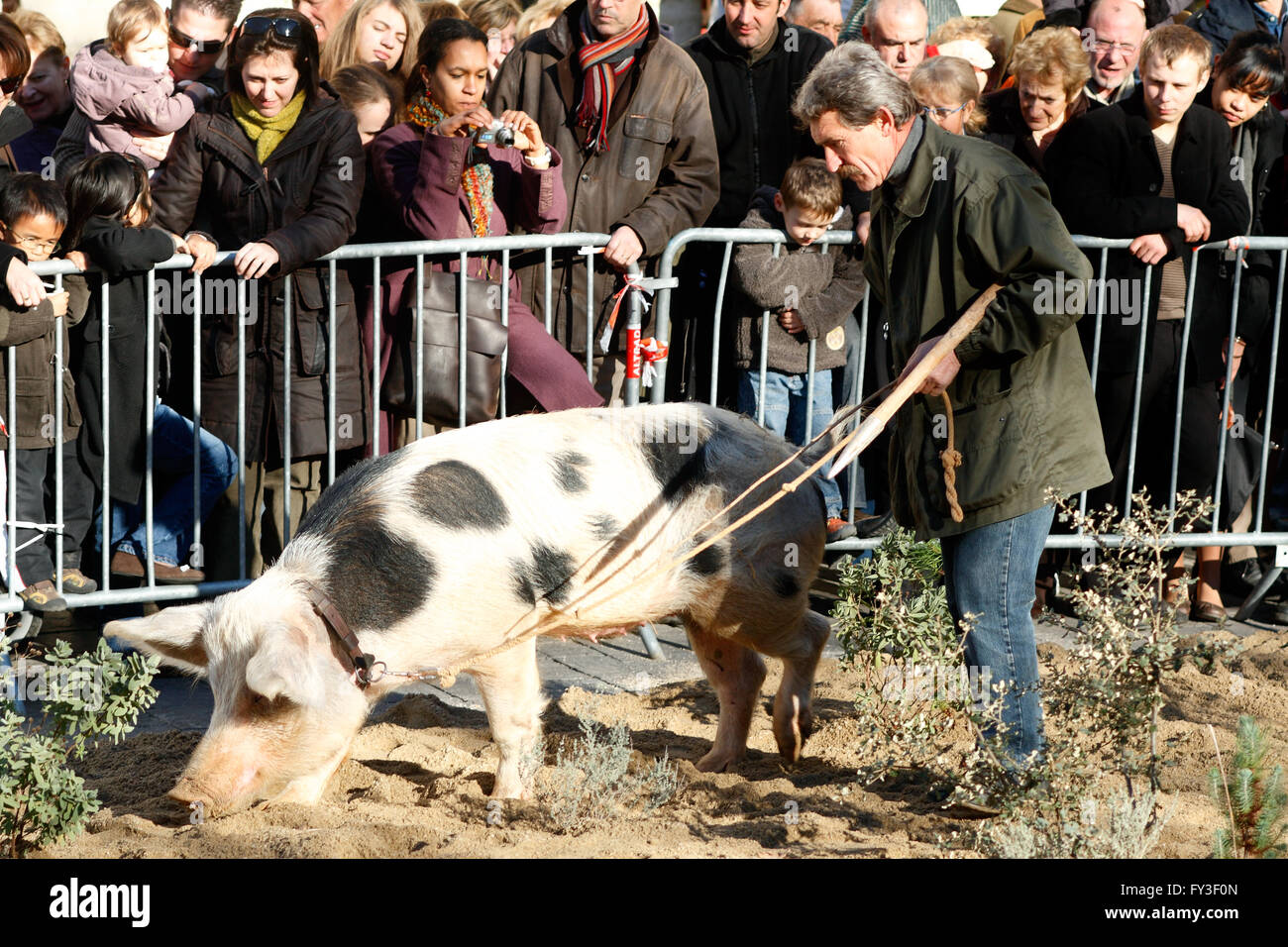 Pepette, truffle pig of 160 kilos with his master, Guy Corriol. Truffle ...