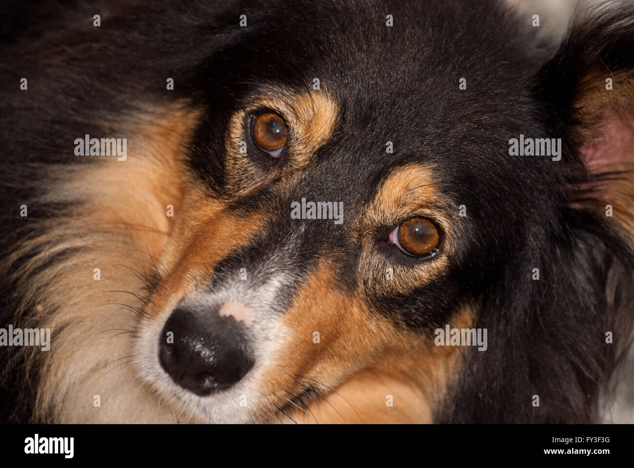 Shetland sheepdog head hi-res stock photography and images - Alamy