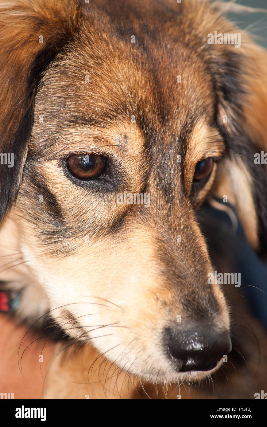 close up image of a saluki cross breed head with focus on eyes Stock ...