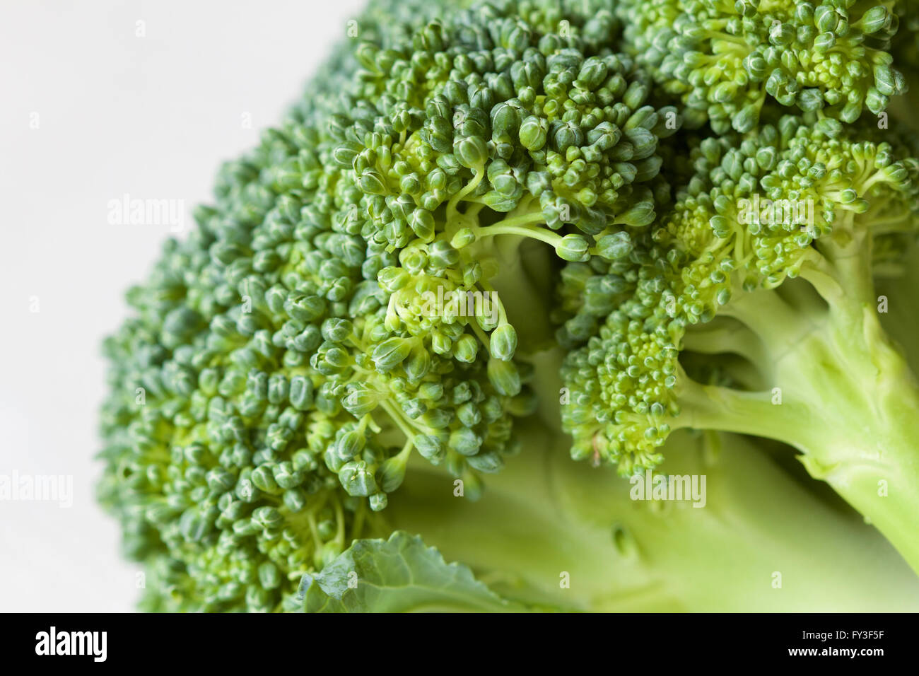 Macro photography broccoli hi-res stock photography and images - Alamy