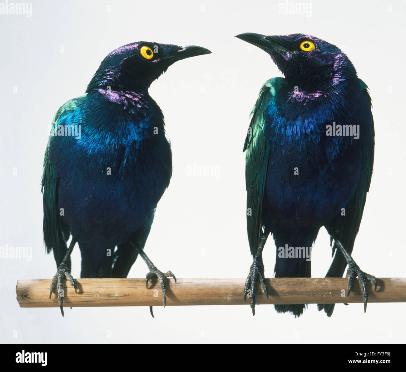 Birds starling facing each other hi-res stock photography and images ...