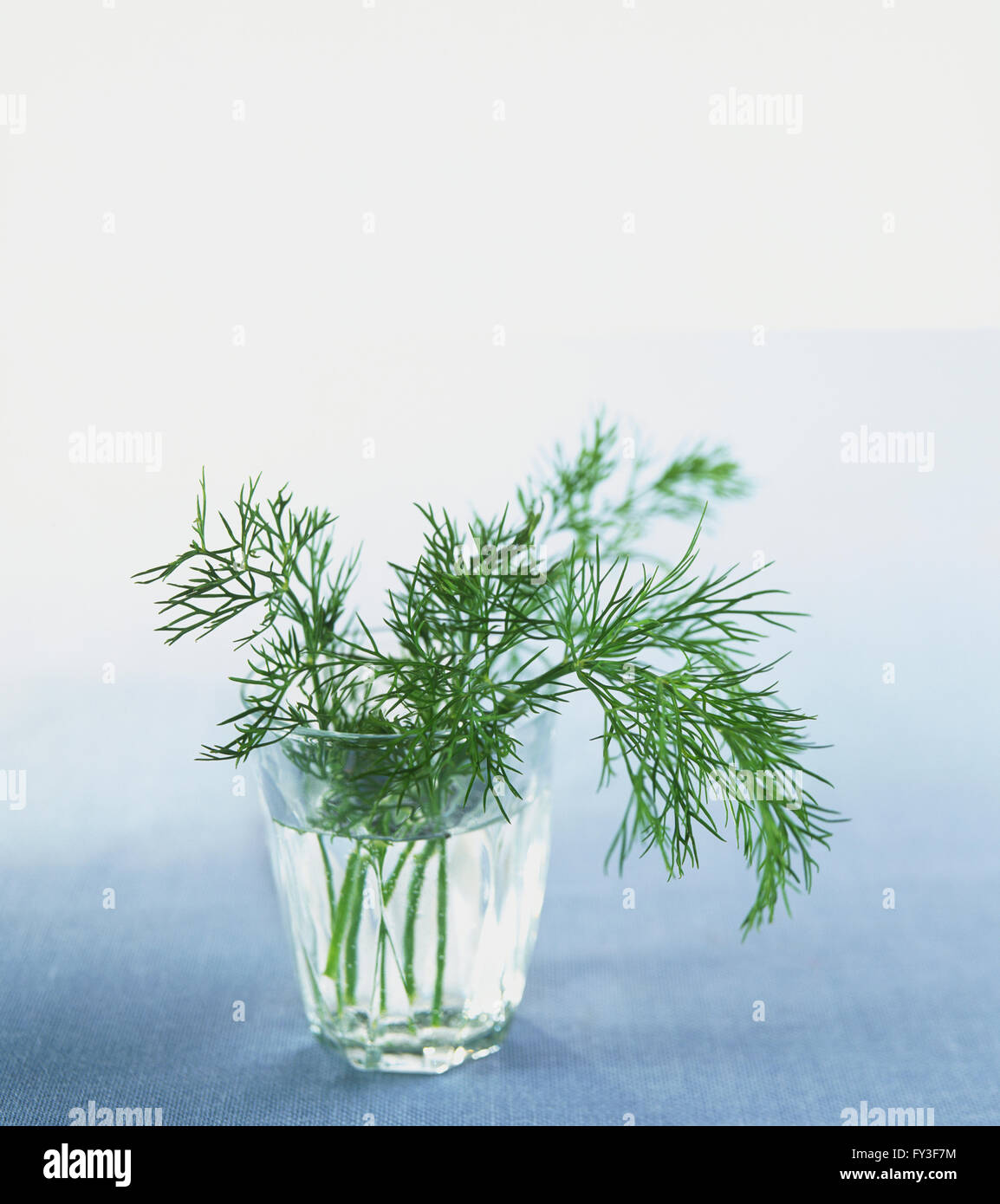 Dill fronds hi-res stock photography and images - Alamy