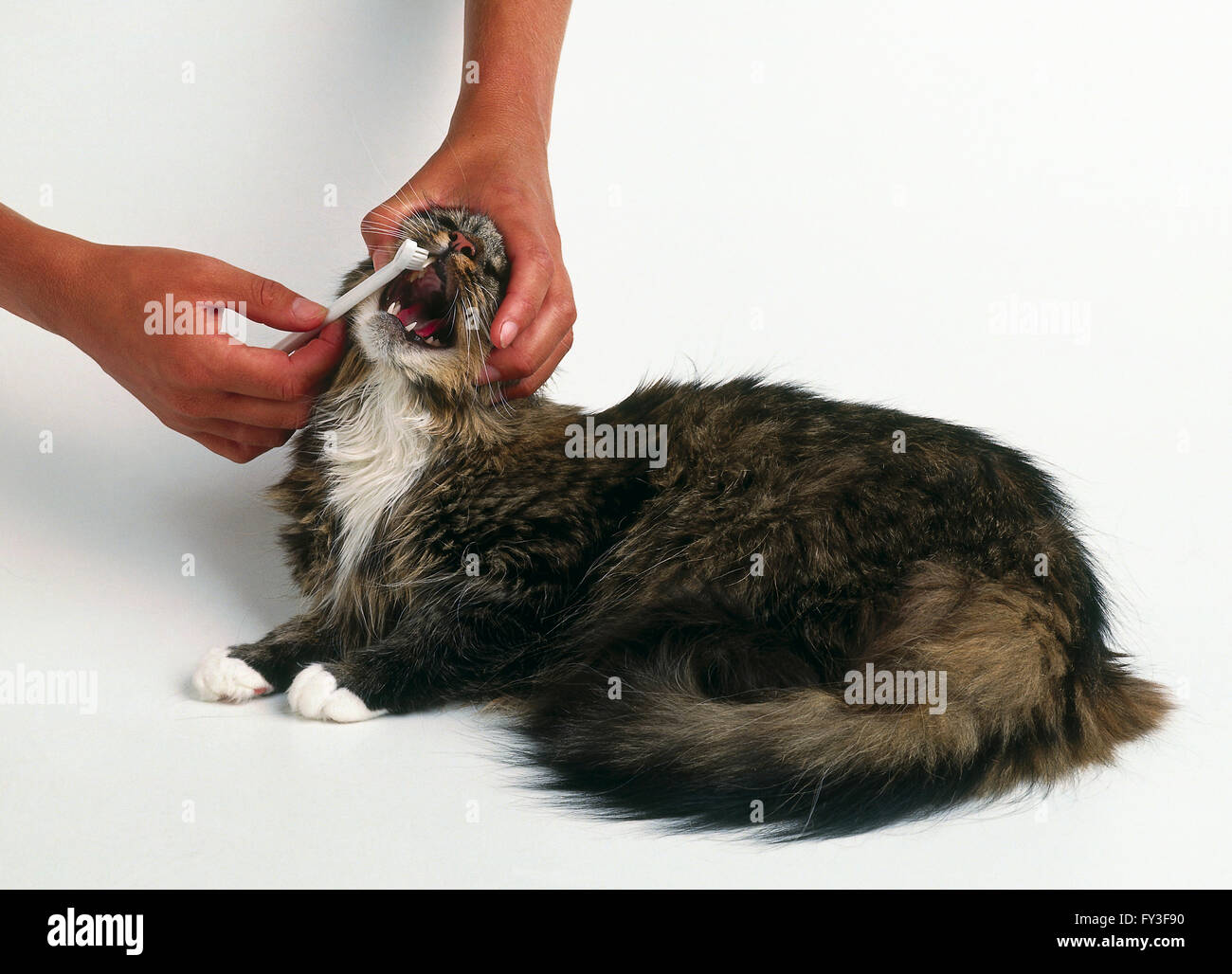 Brushing cat teeth hi-res stock photography and images - Alamy
