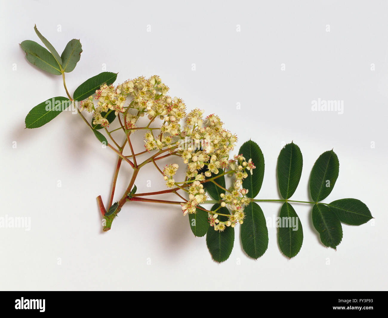 Sorbus hupehensis (Hubei rowan, Hupeh rowan), stem with leaves and ...
