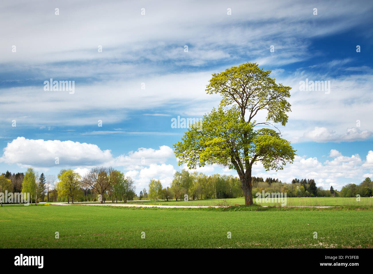 Lonely tree in spring on pature field Stock Photo - Alamy