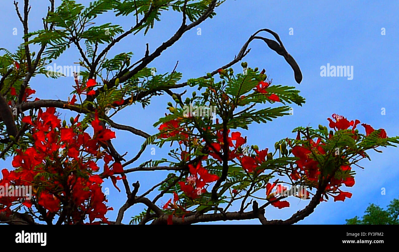 A flowers burst at a tree during the rain season in Lira, Uganda Stock ...