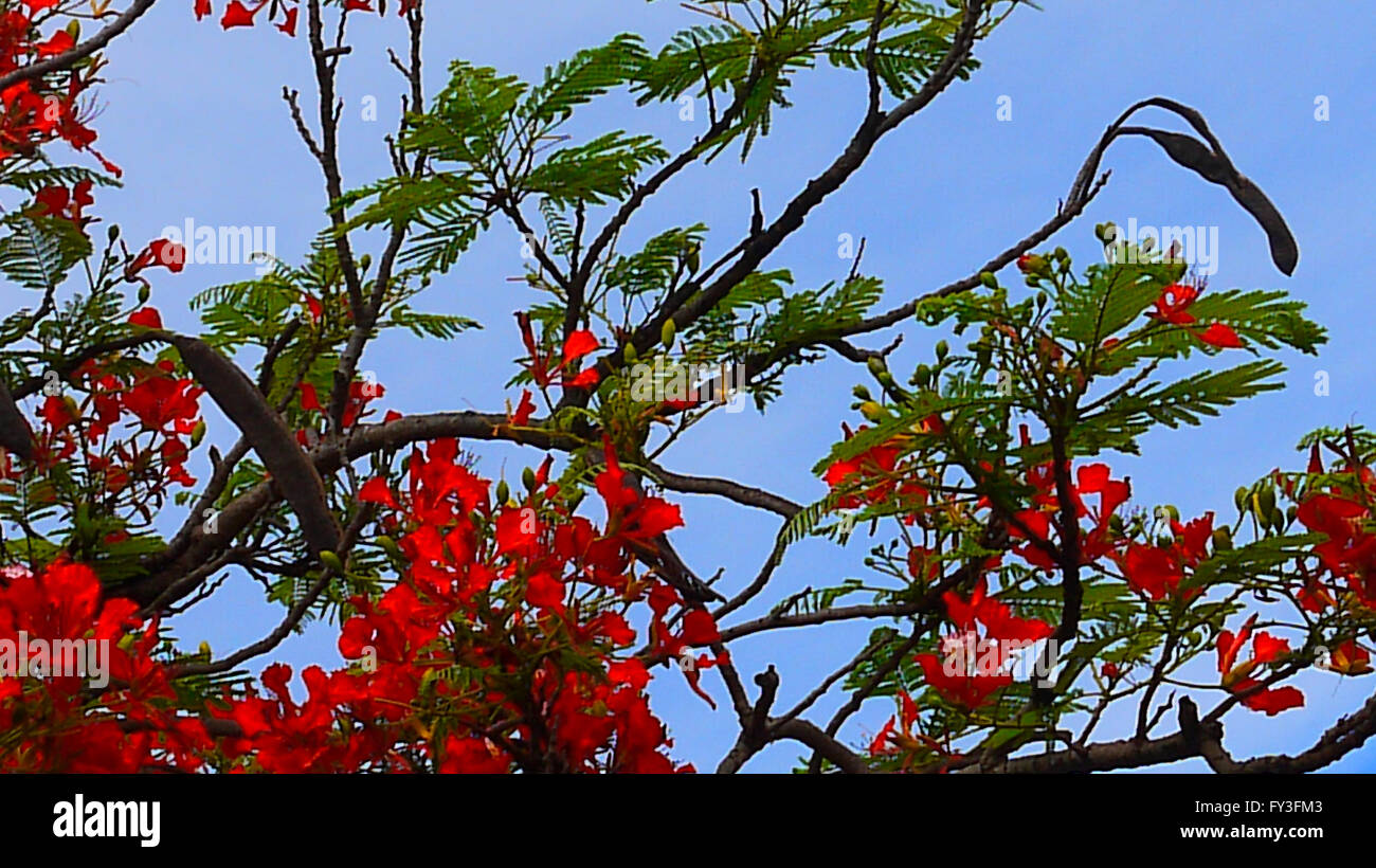 A flowers burst at a tree during the rain season in Lira, Uganda Stock ...