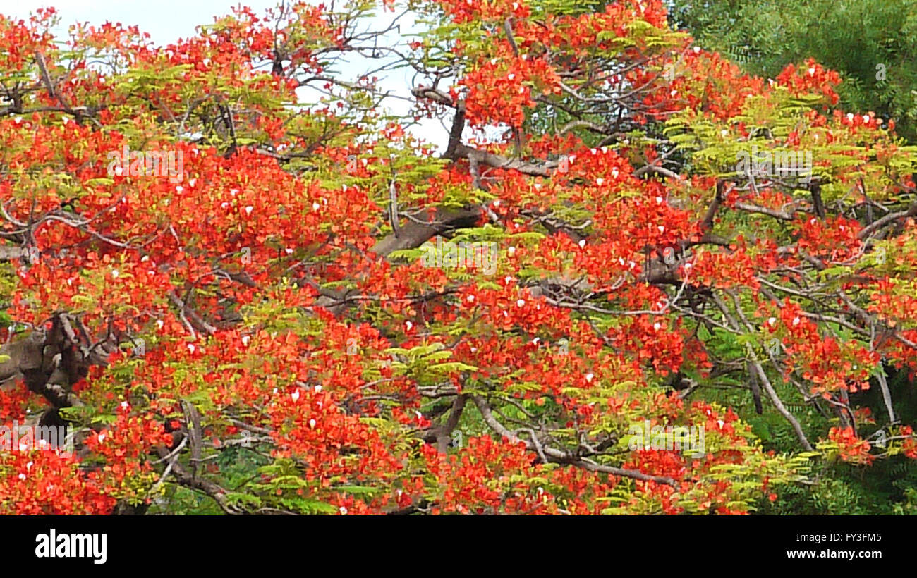 A flowers burst at a tree during the rain season in Lira, Uganda Stock ...