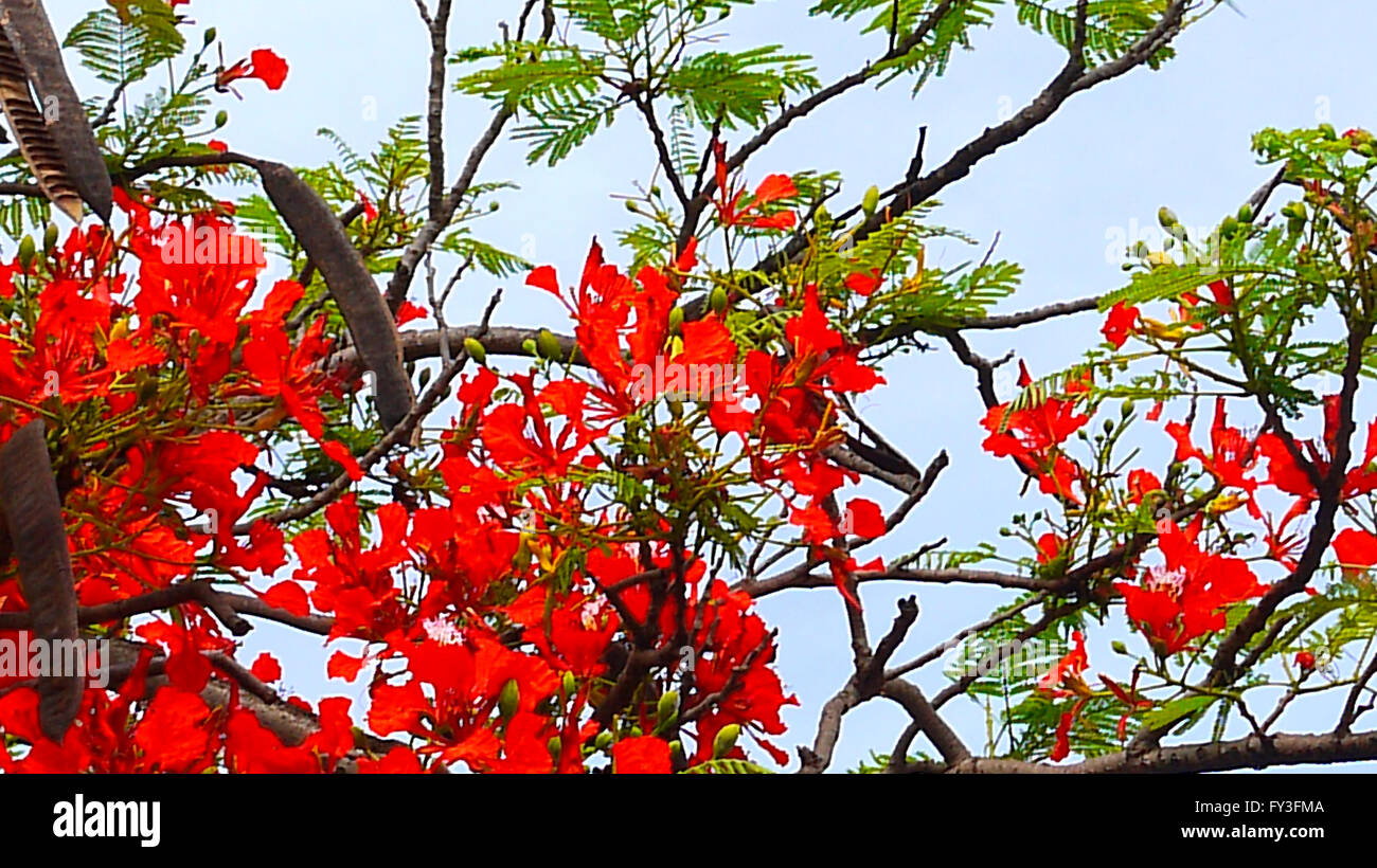 A burst of flowers during the rain season in Lira, Uganda Stock Photo ...