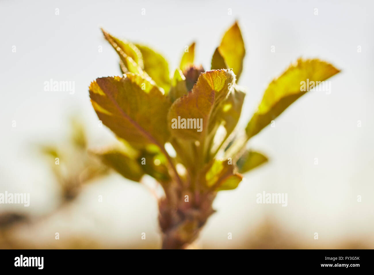 Apple tree buds, Lancaster, Pennsylvania, USA Stock Photo - Alamy