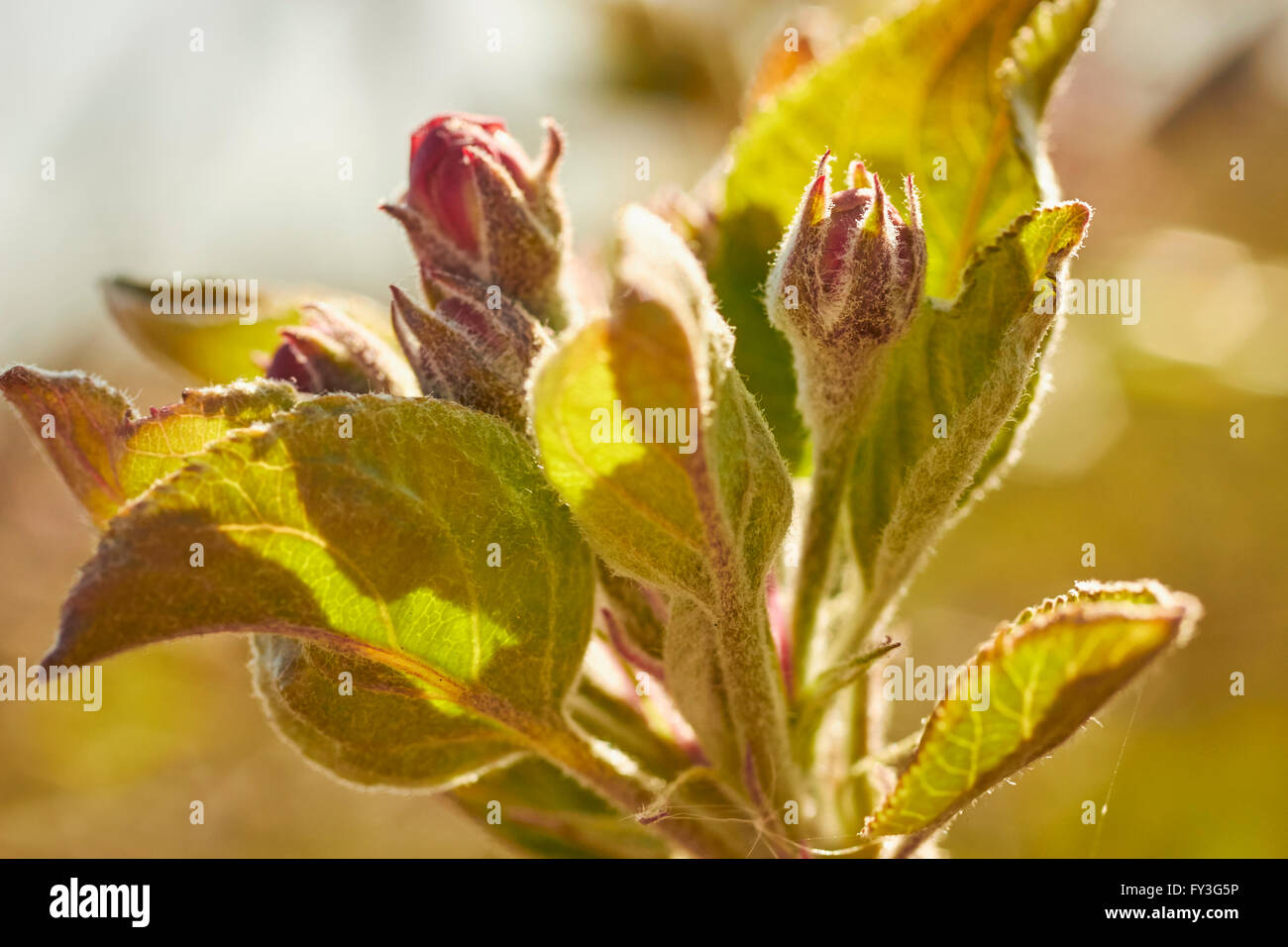 Pennsylvania orchard hi-res stock photography and images - Alamy