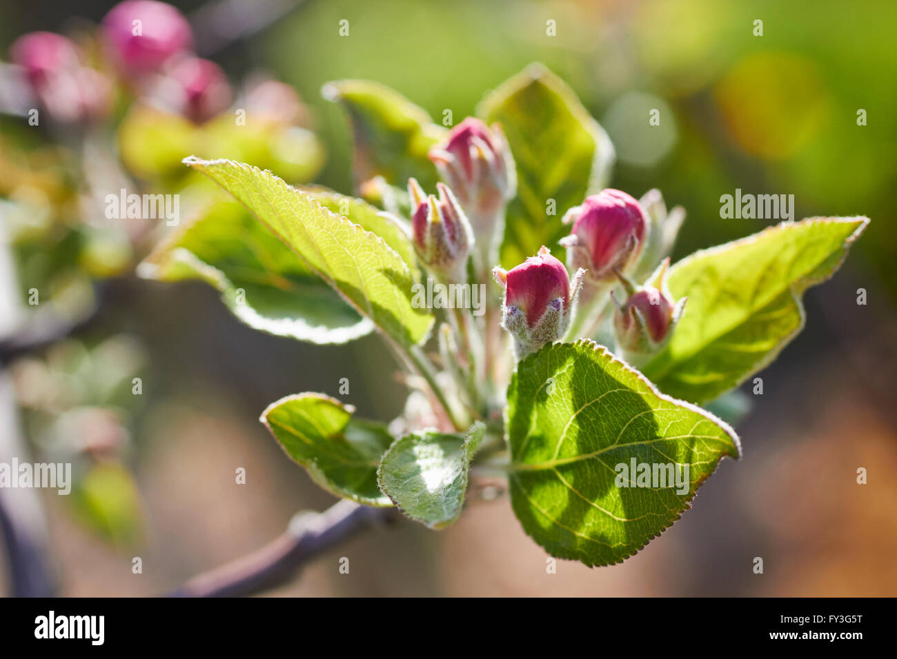 Pennsylvania orchard hi-res stock photography and images - Alamy