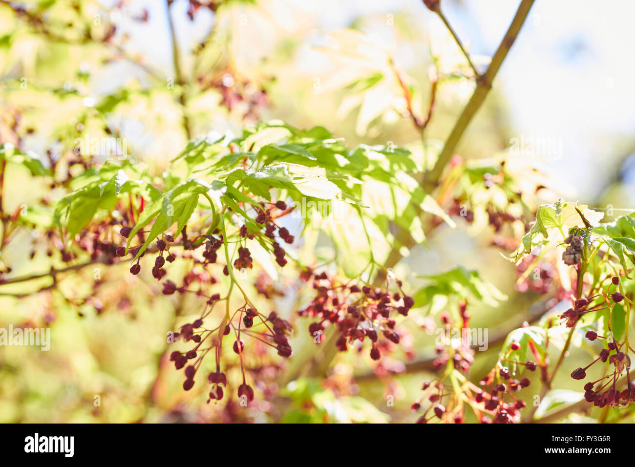 Japanese maple tree hi-res stock photography and images - Alamy