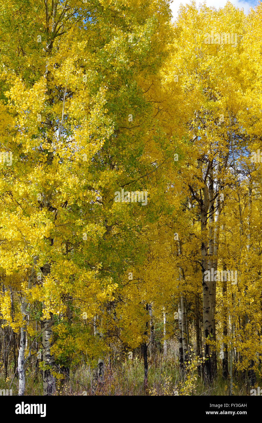 Aspen trees yellow leaves hi-res stock photography and images - Alamy
