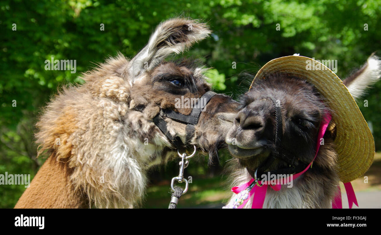 Kissing llamas hi-res stock photography and images - Alamy