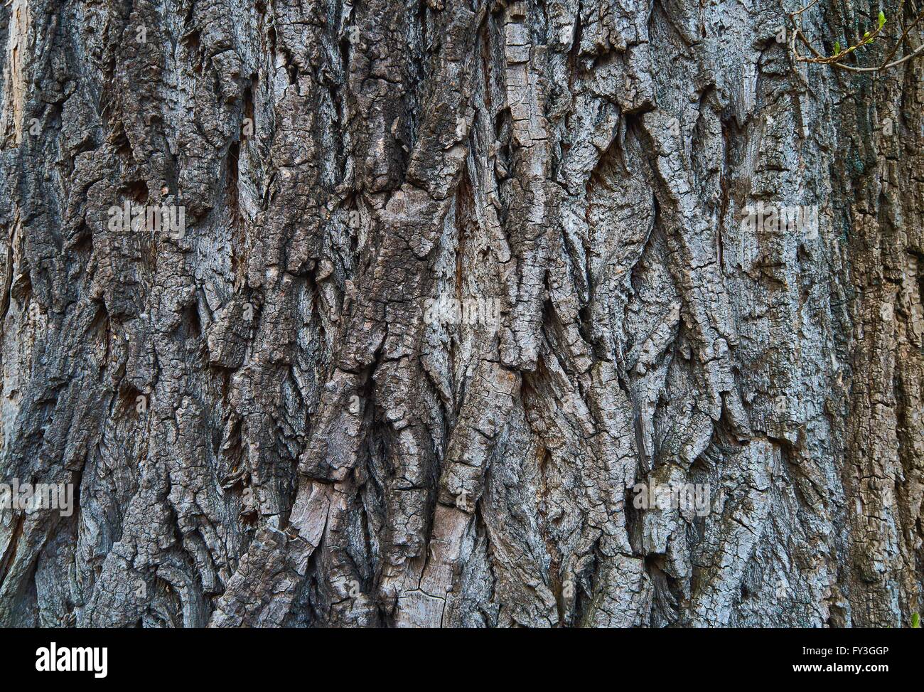 Populus is a genus of 25 - 35 species of deciduous flowering plants in ...