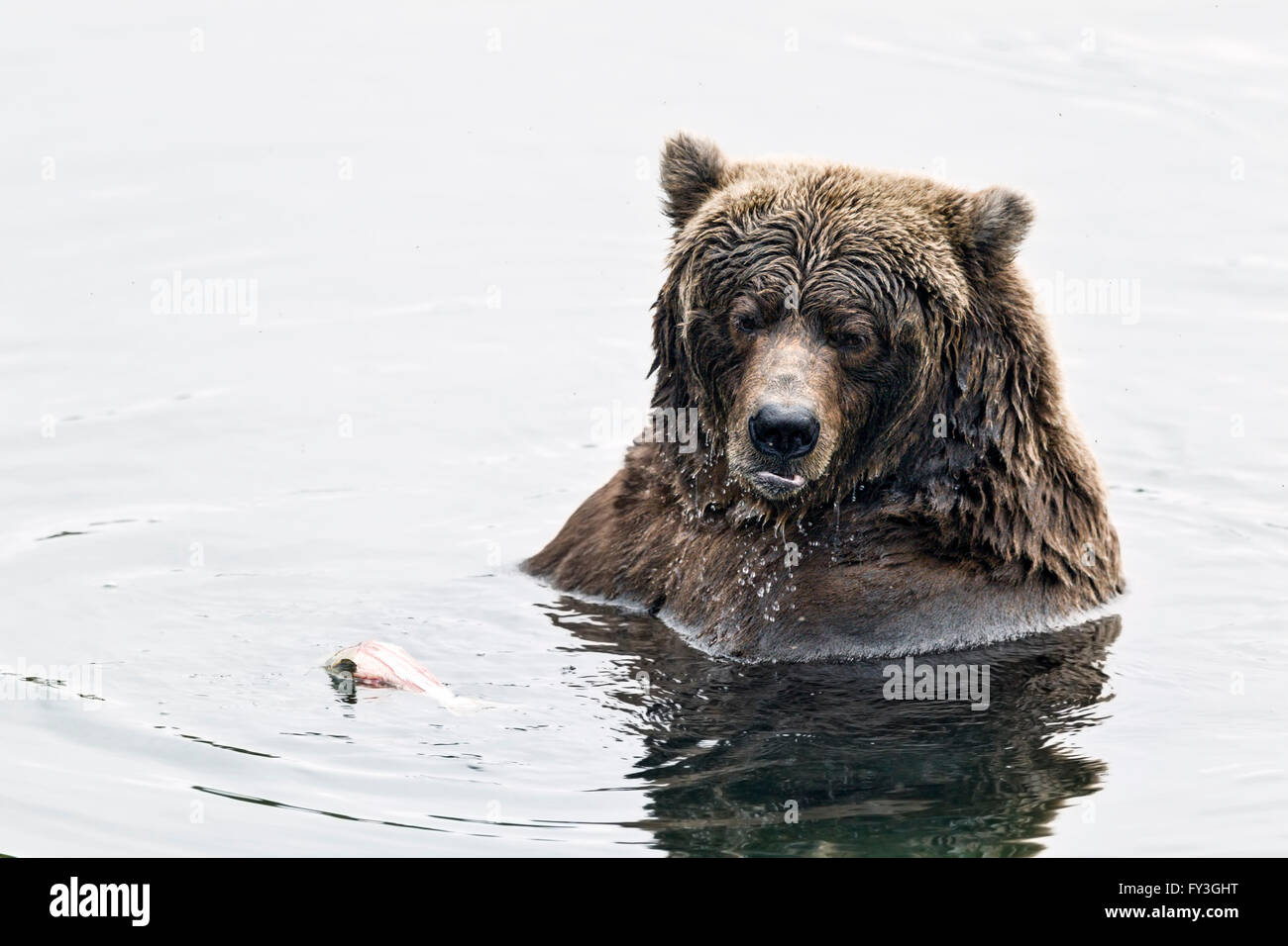 Female brown bear feasting on spawning salmon in Katmai National Park ...