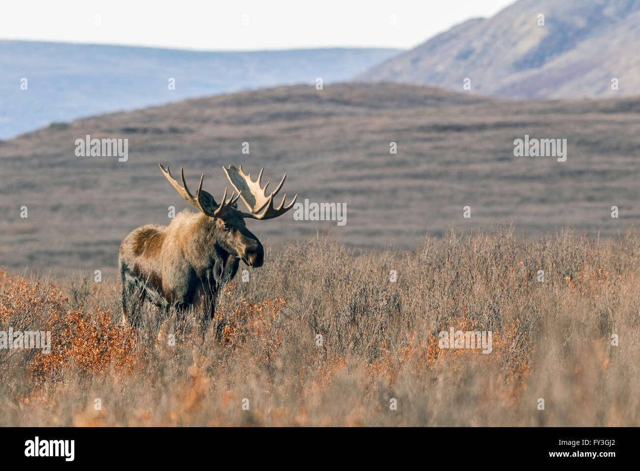 Alaskan bull moose hi-res stock photography and images - Alamy