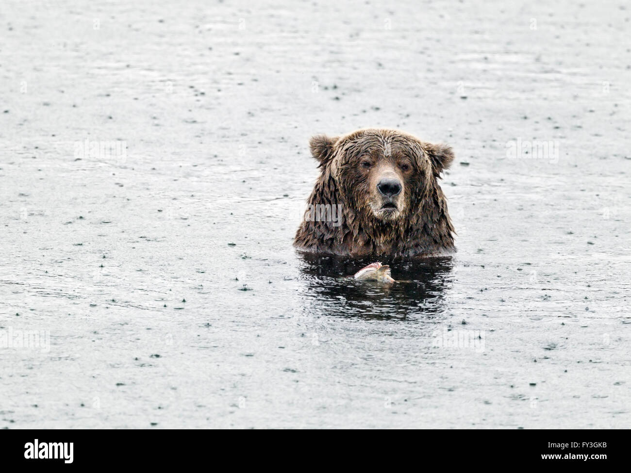 Female brown bear feasting on spawning salmon in Katmai National Park ...