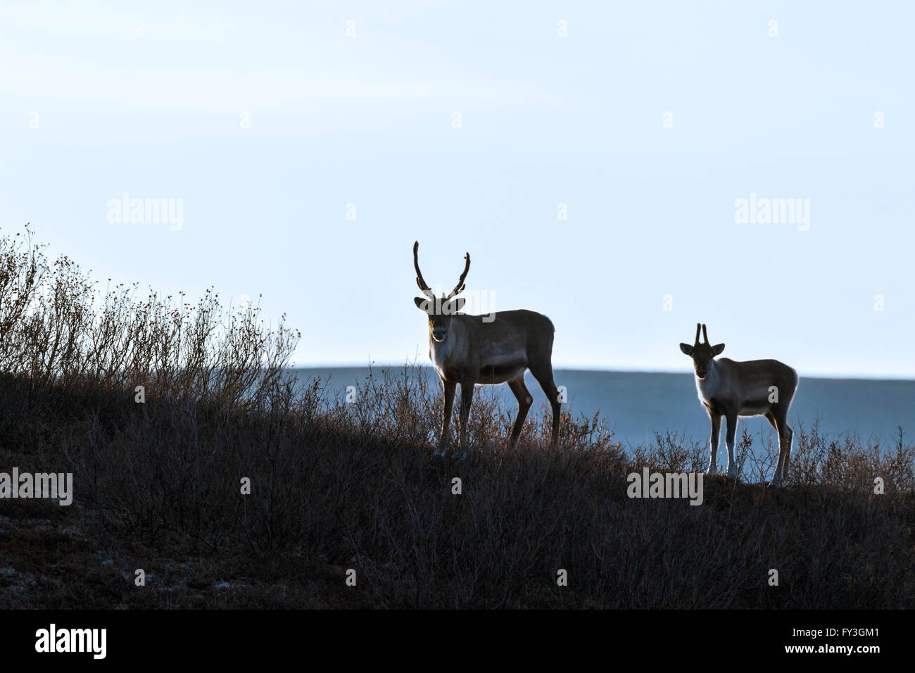 Reindeer Calf And Mother