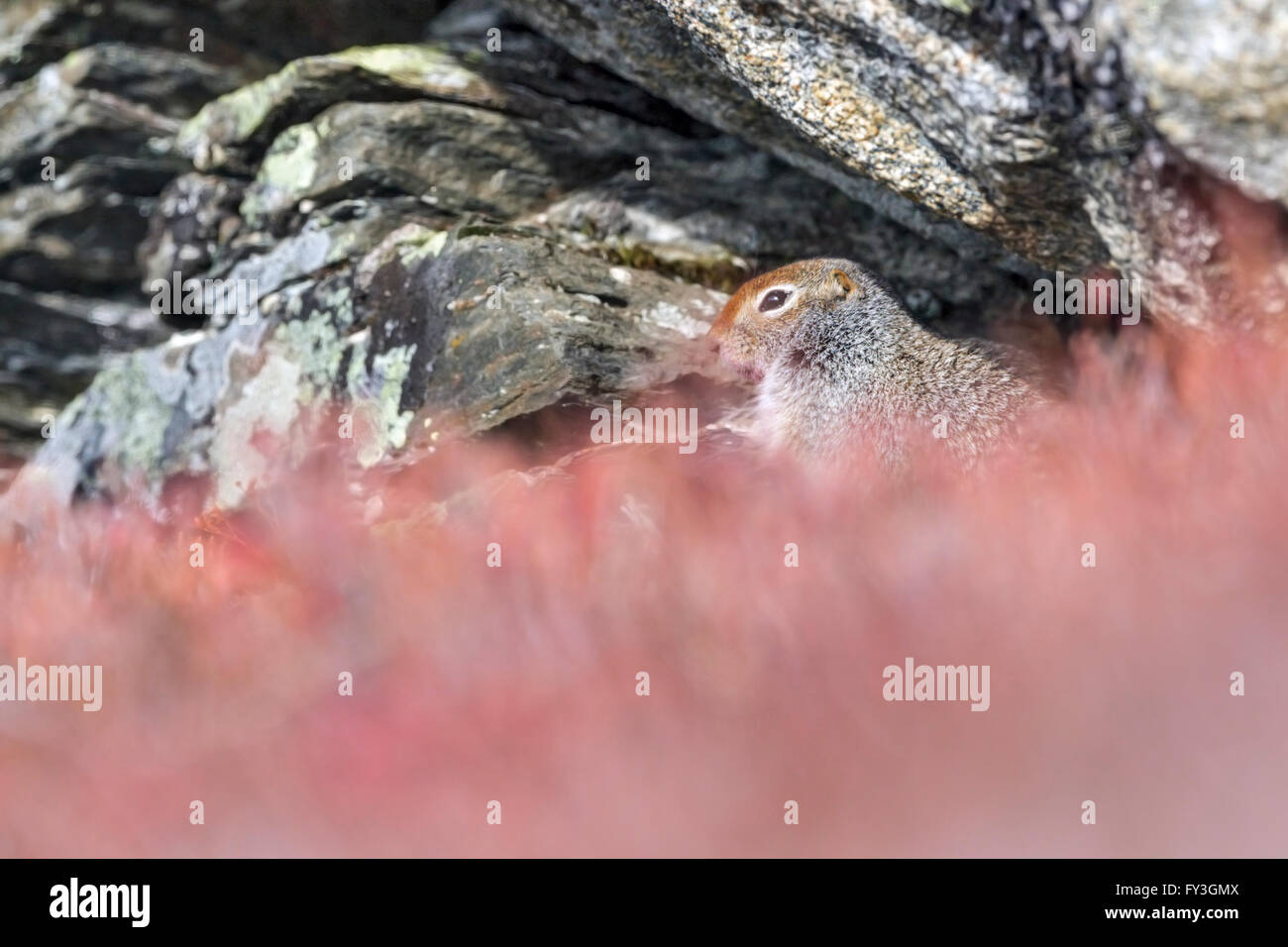 Arctic Ground Squirrel high in the Alaskan Range mountains Stock Photo ...