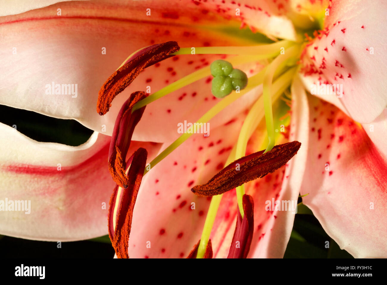 Colourful lily flower: macro photo Stock Photo - Alamy
