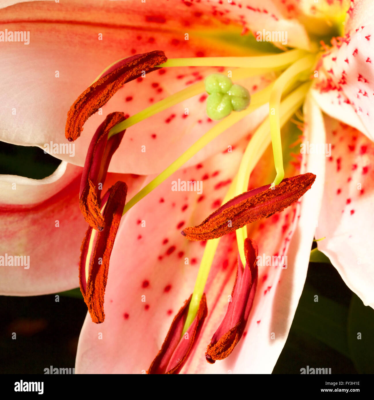 Colourful lily flower: macro photo Stock Photo - Alamy