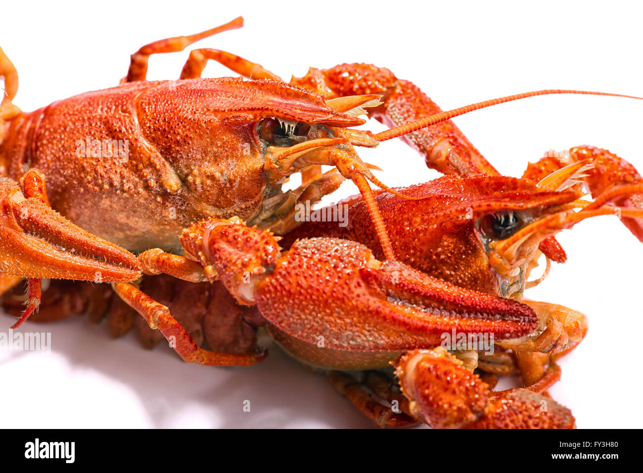 Fresh boiled crawfish on white isolated background Stock Photo - Alamy