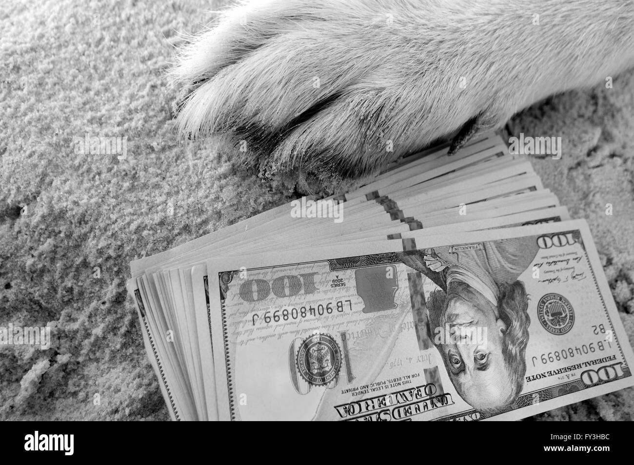 Dog And Cash Stock Photo - Alamy