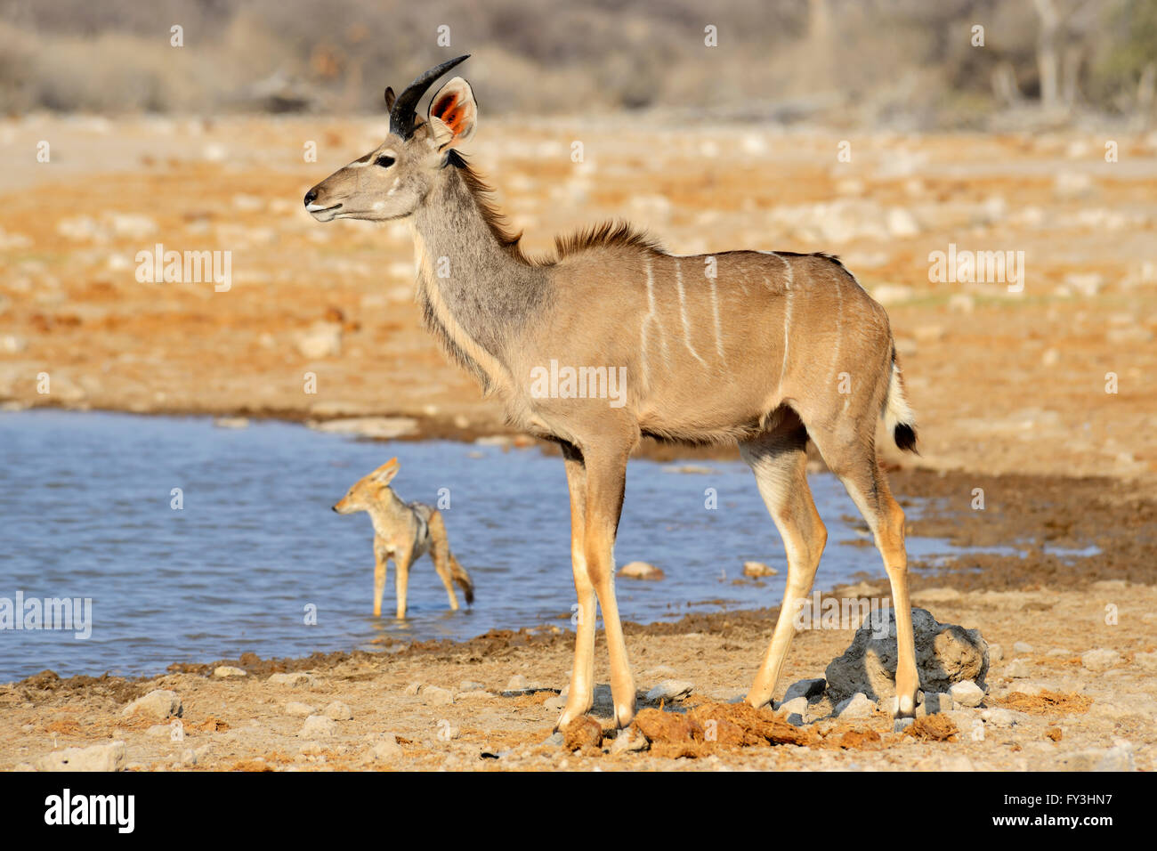 Male jackal hi-res stock photography and images - Alamy