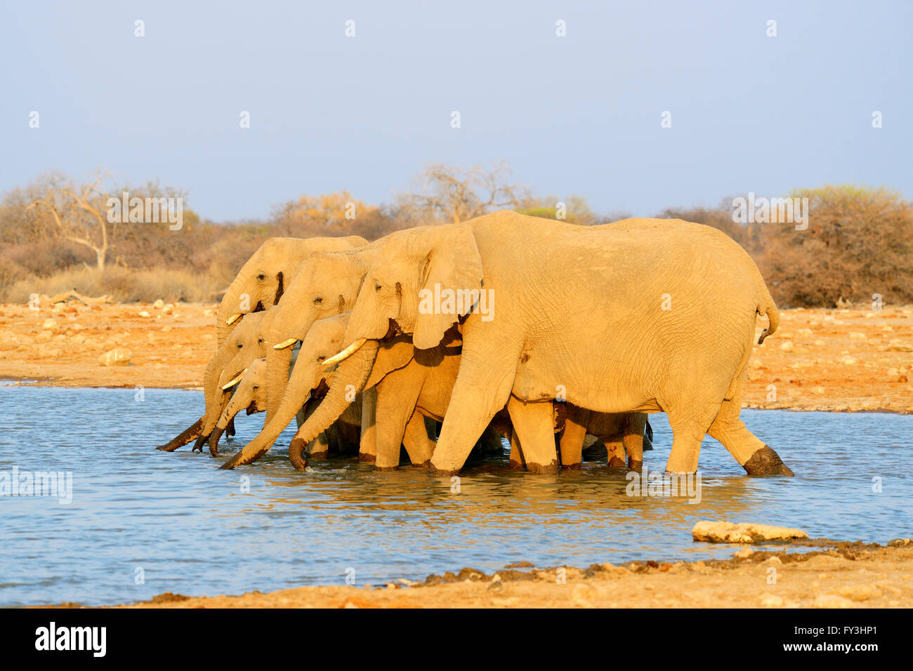 African elephants (Loxodonta africana) drinking at Klein Namutoni Waterhole at sunset in Etosha ...