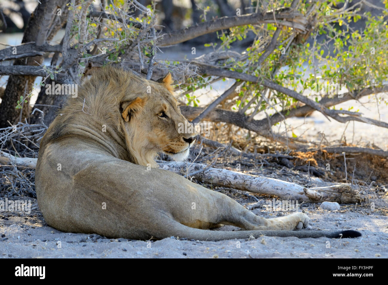 Lion under tree hi-res stock photography and images - Alamy