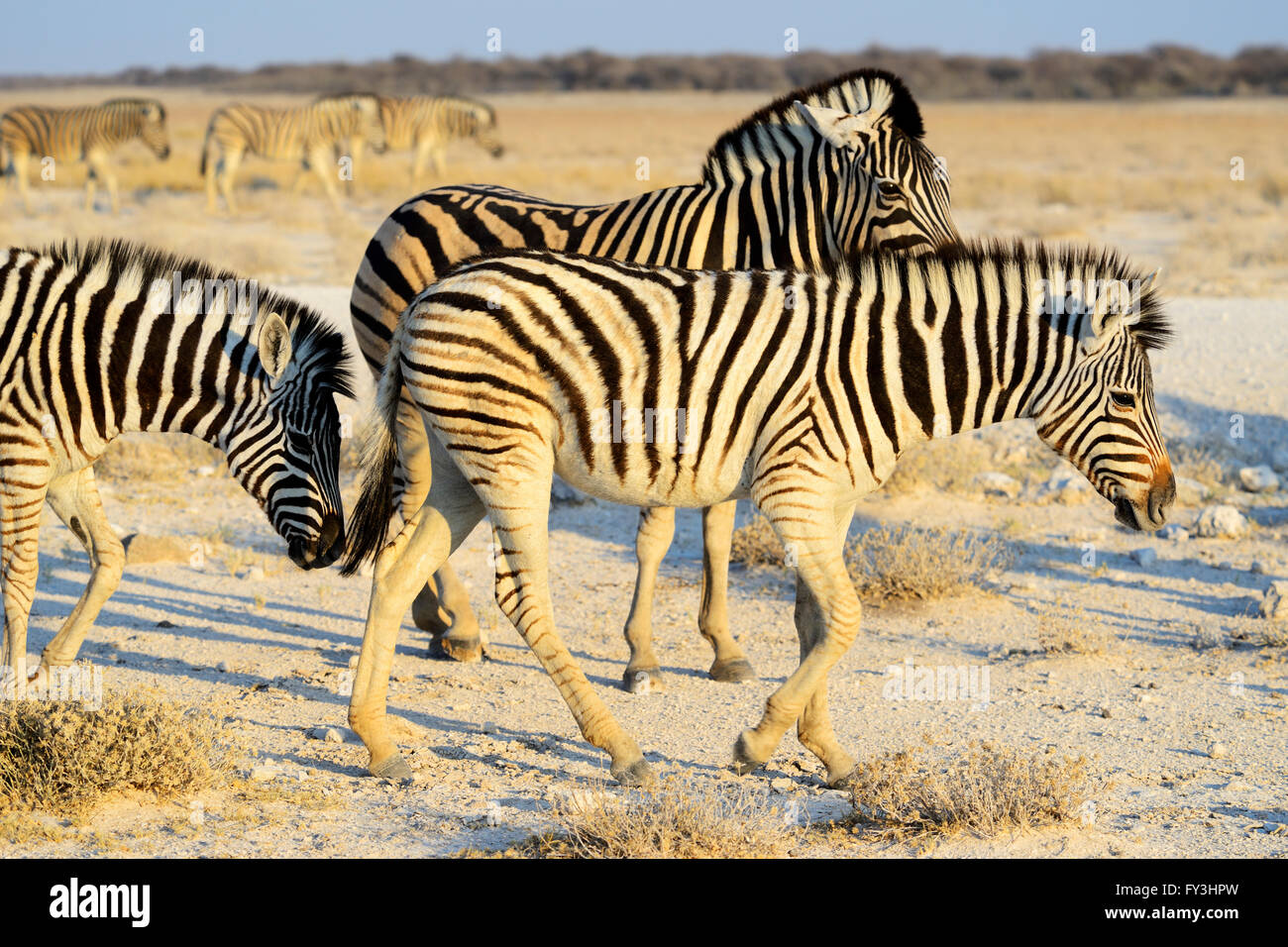 Burchell's Zebras (Equus burchellii) in Etosha National Park, Namibia Stock Photo - Alamy