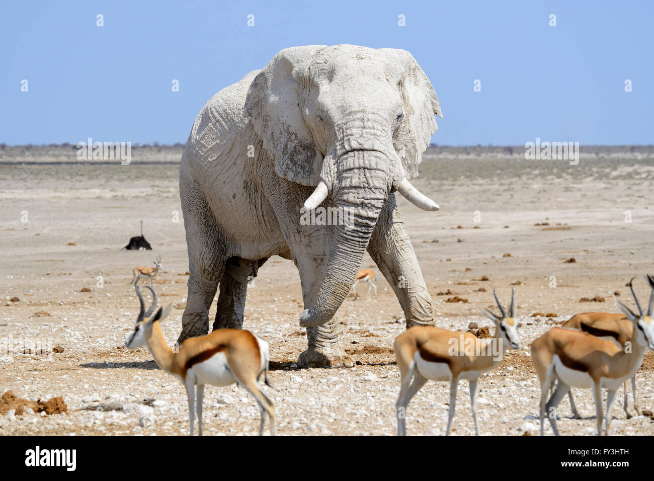 White Elephant High Resolution Stock Photography and Images - Alamy