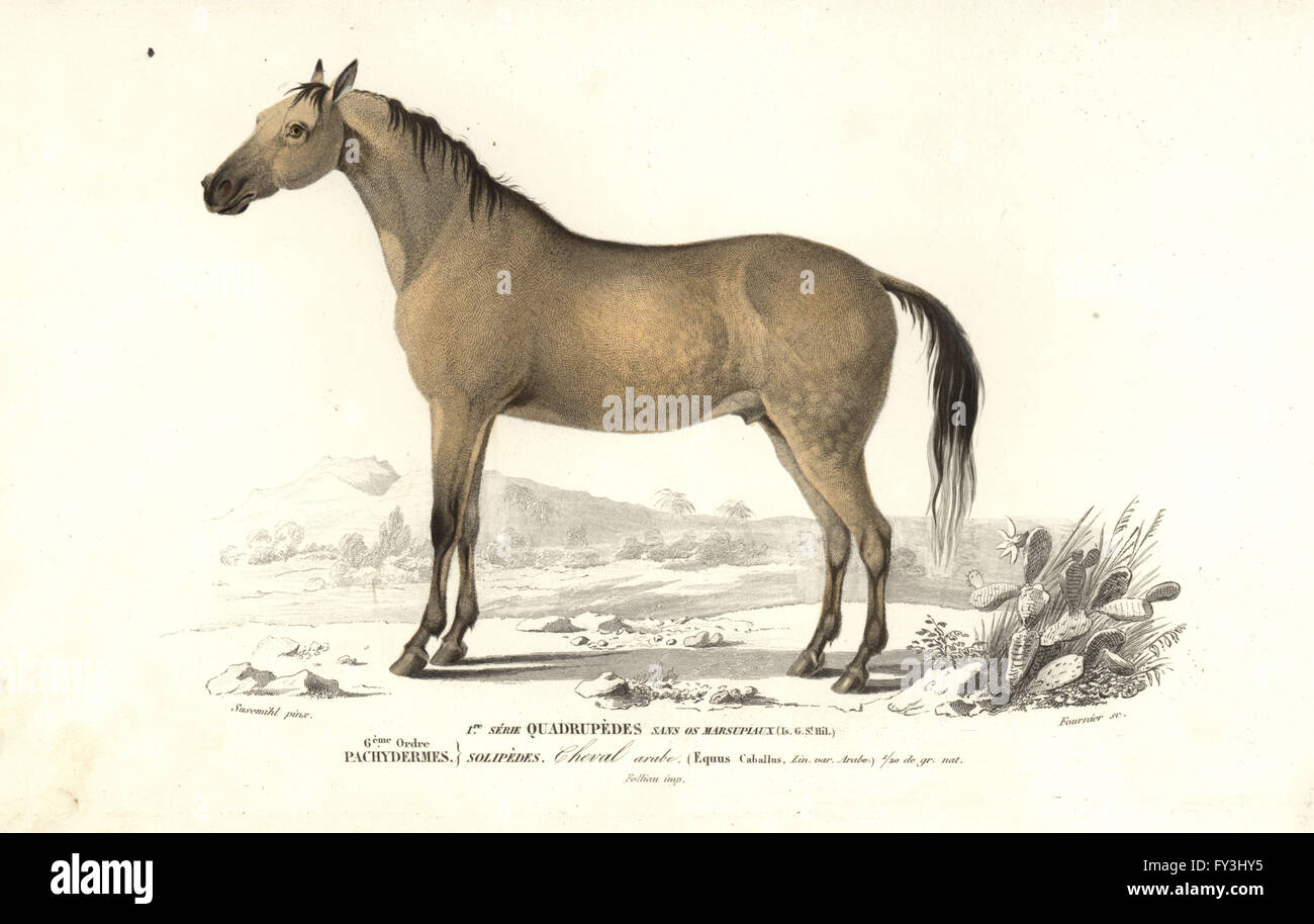 Horse, Equus caballus. Handcolored engraving by Fournier after an ...