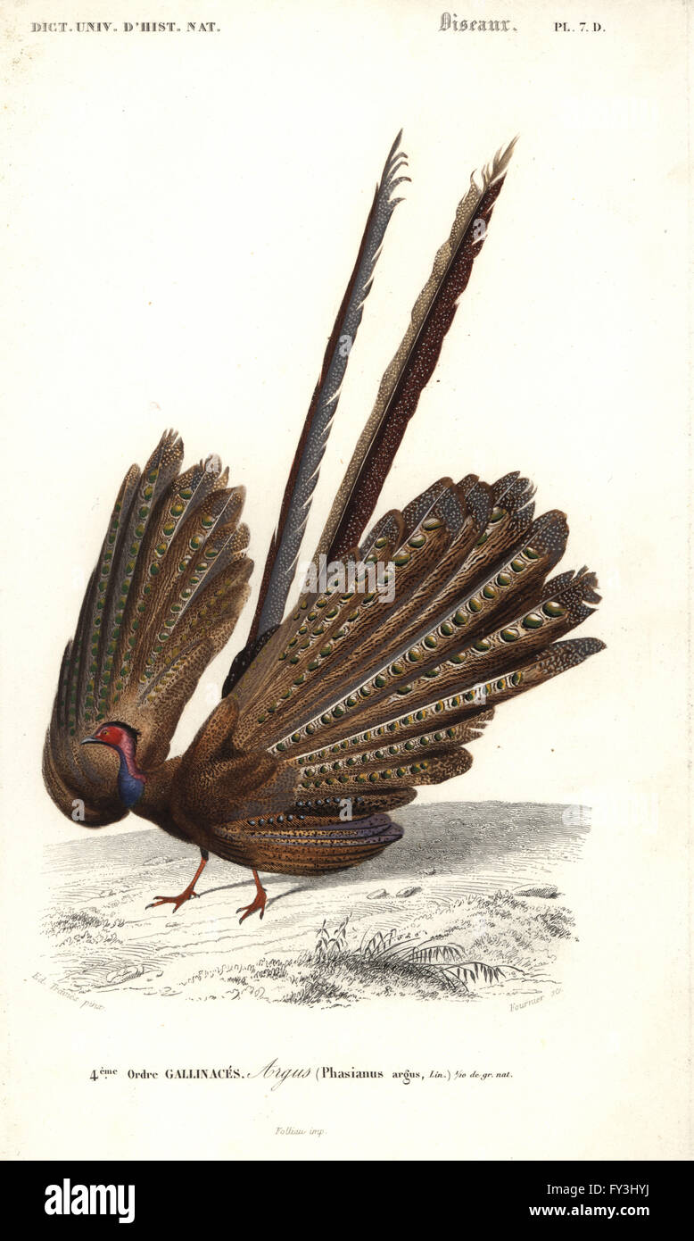 Great argus, Argusianus argus. Handcolored engraving by Fournier after ...