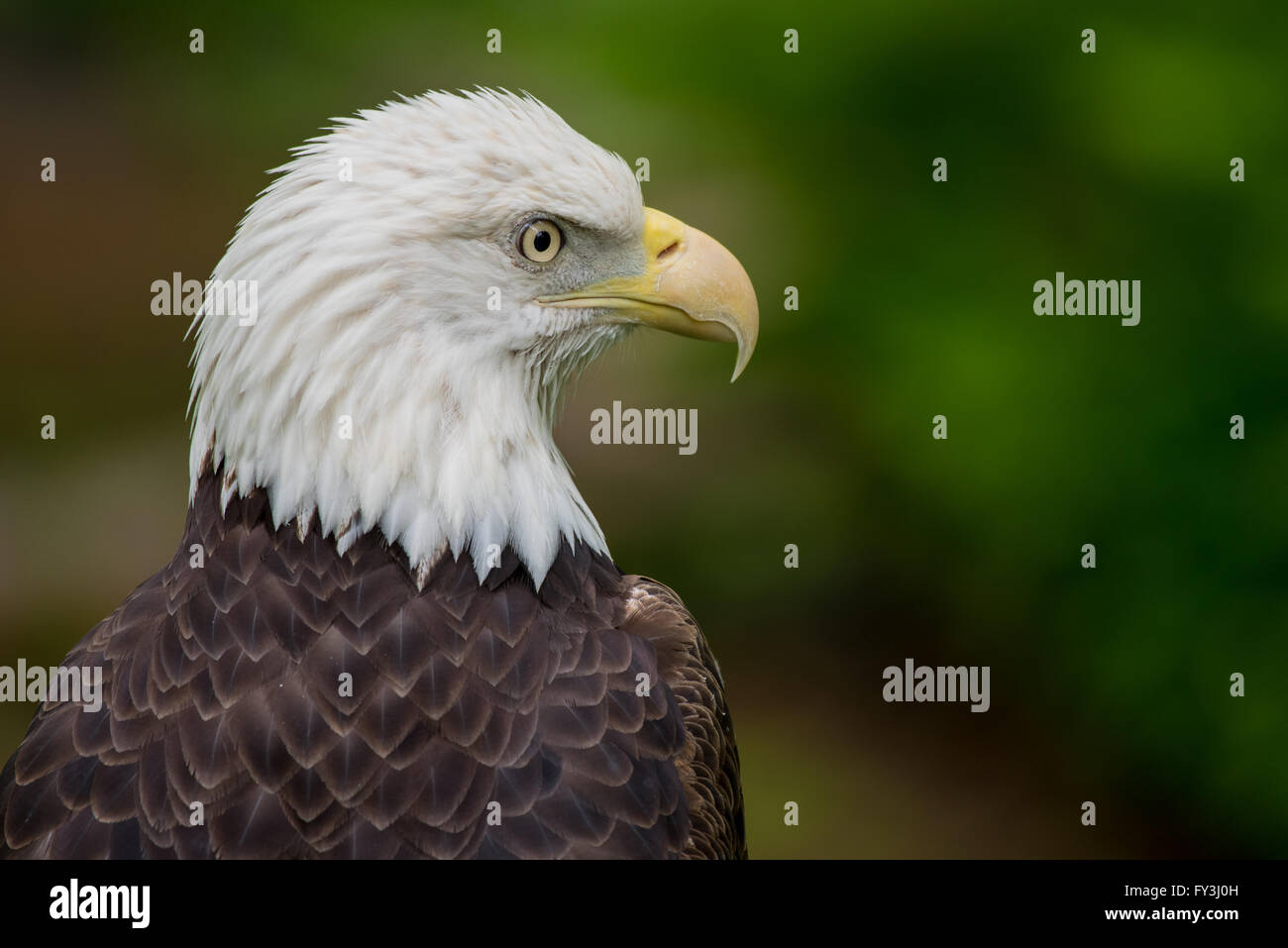 Bald Eagle Looking Right Profile Shot Stock Photo - Alamy