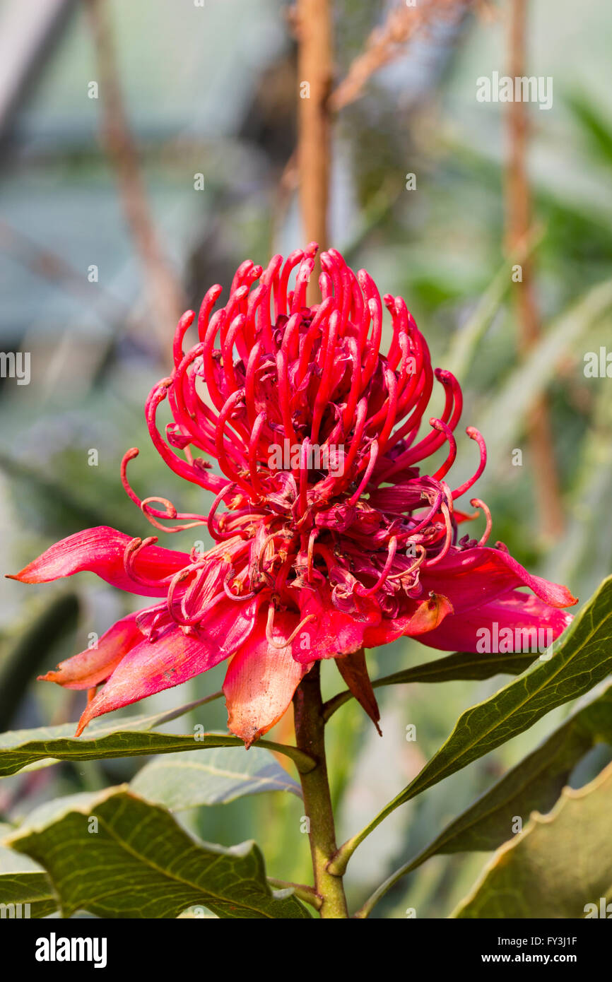 Telopea hi-res stock photography and images - Alamy