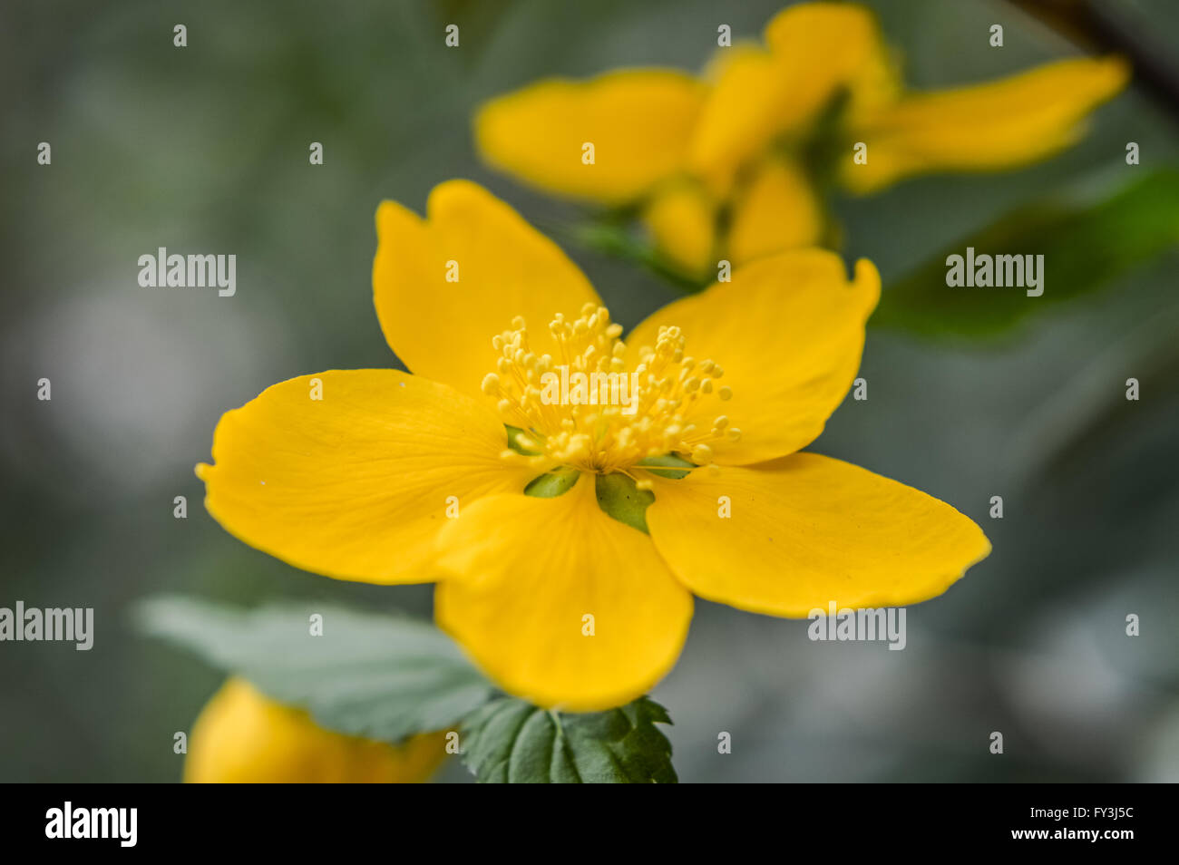 Yellow buttercup flower (Ranunculus) close up Stock Photo - Alamy