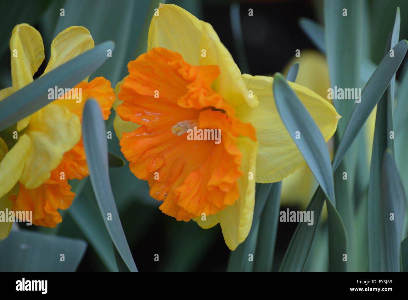 Daffodil petals and leaves hi-res stock photography and images - Alamy
