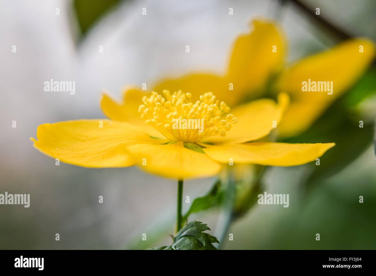 Yellow buttercup flower (Ranunculus) profile close up Stock Photo - Alamy